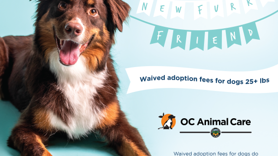 OC Animal Care | OC Animal Care